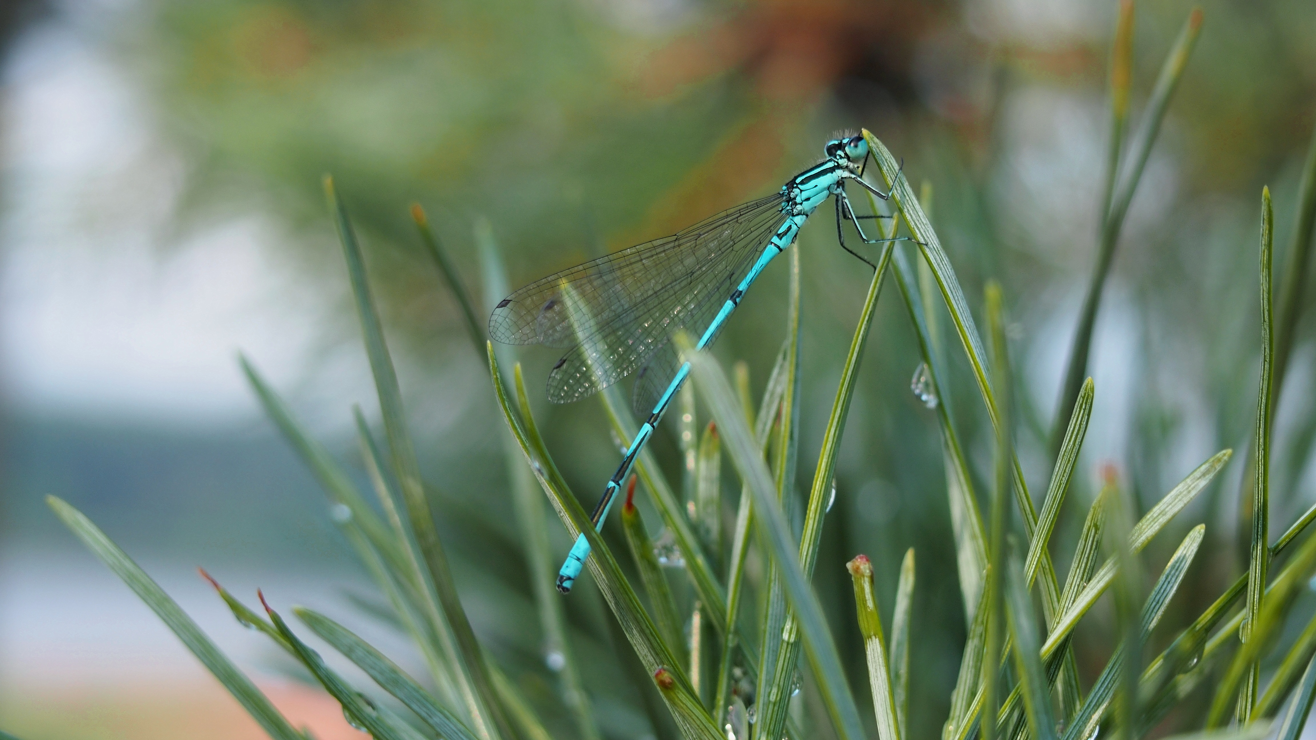 Wazka Nature Insect free image download