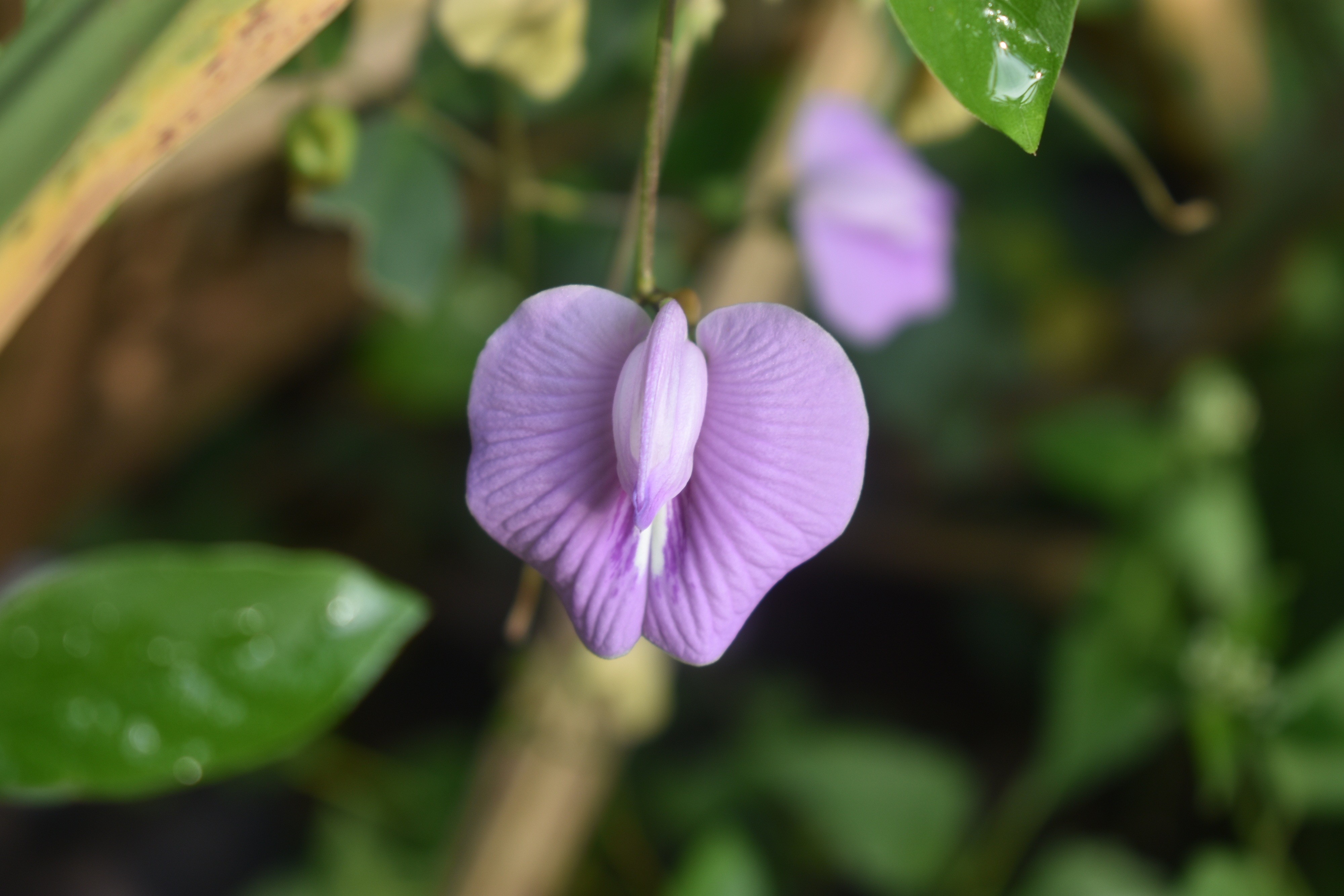 Purple Flower Nature free image download