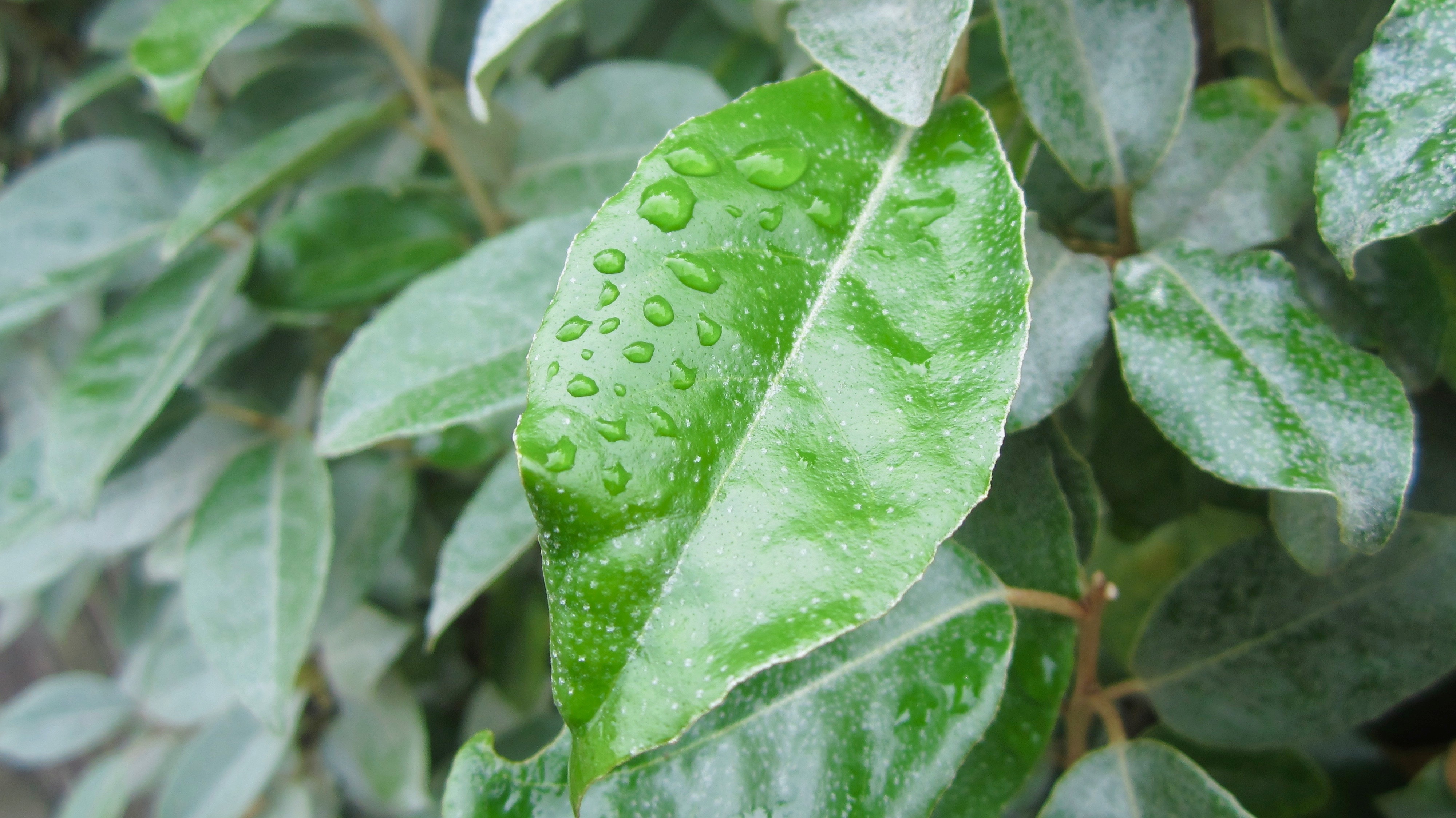 Leaf Color Rich Green Drop Of water free image download