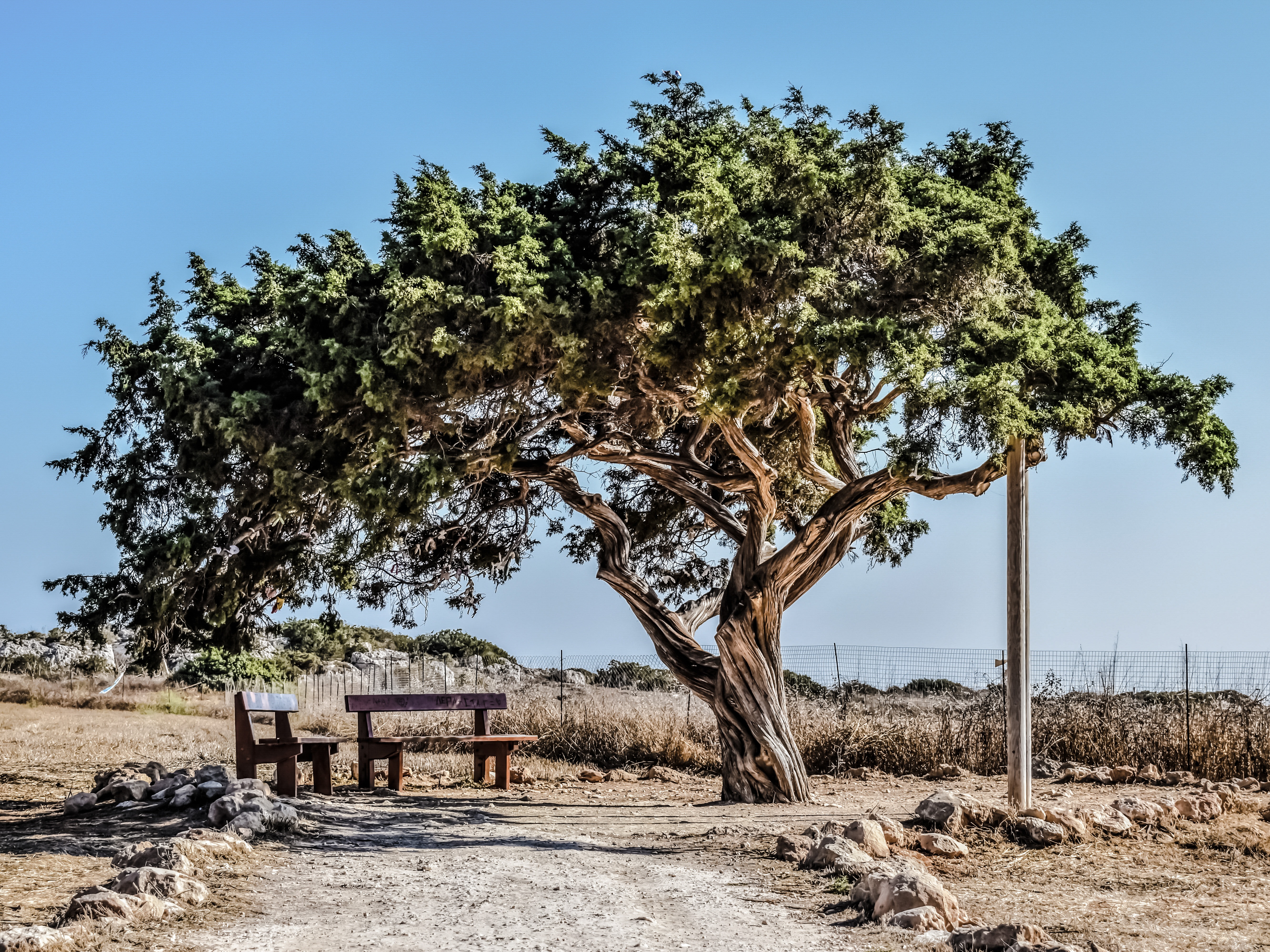 Cyprus Cavo Greko Tree free image download