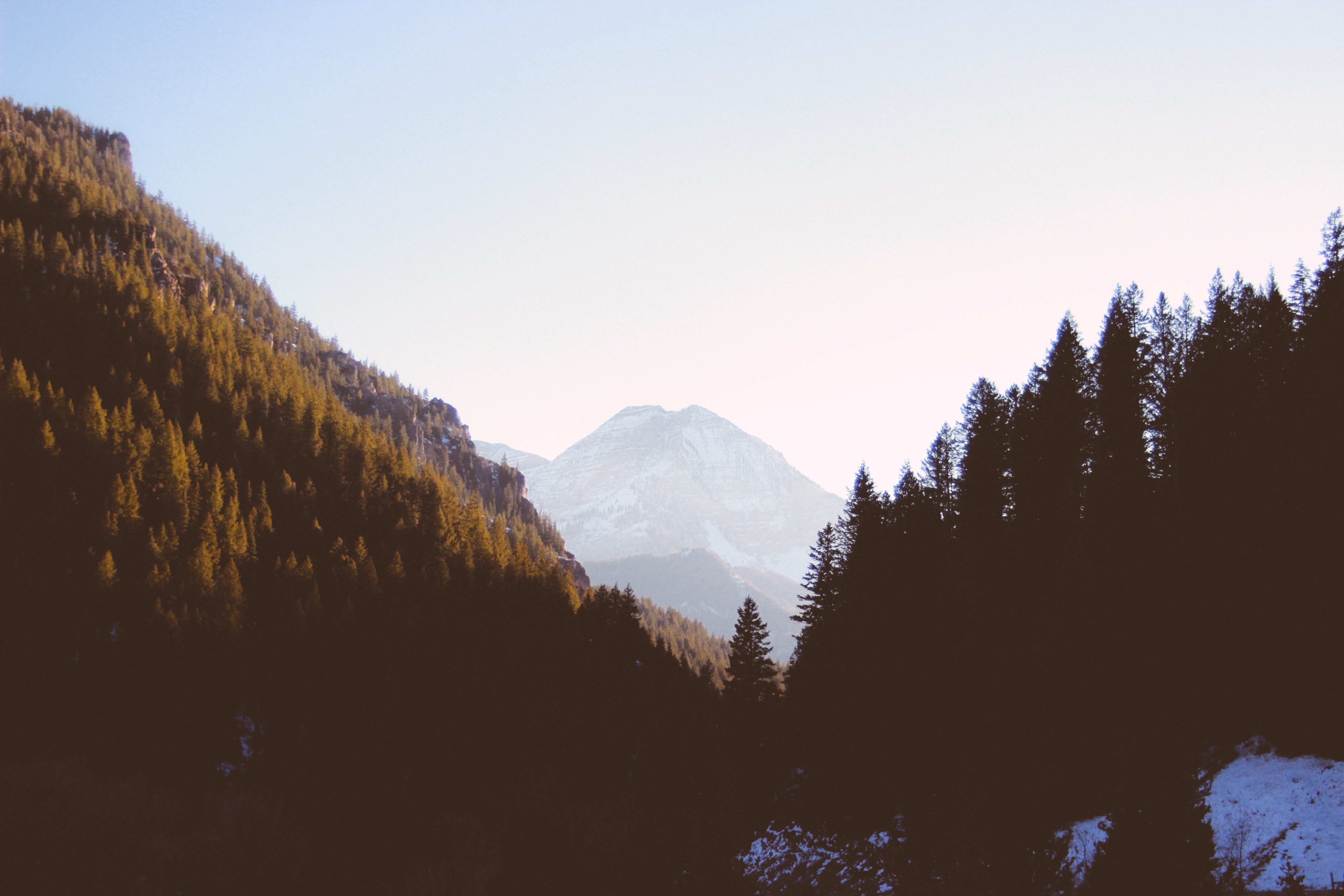 Mountain Valley Trees free image download