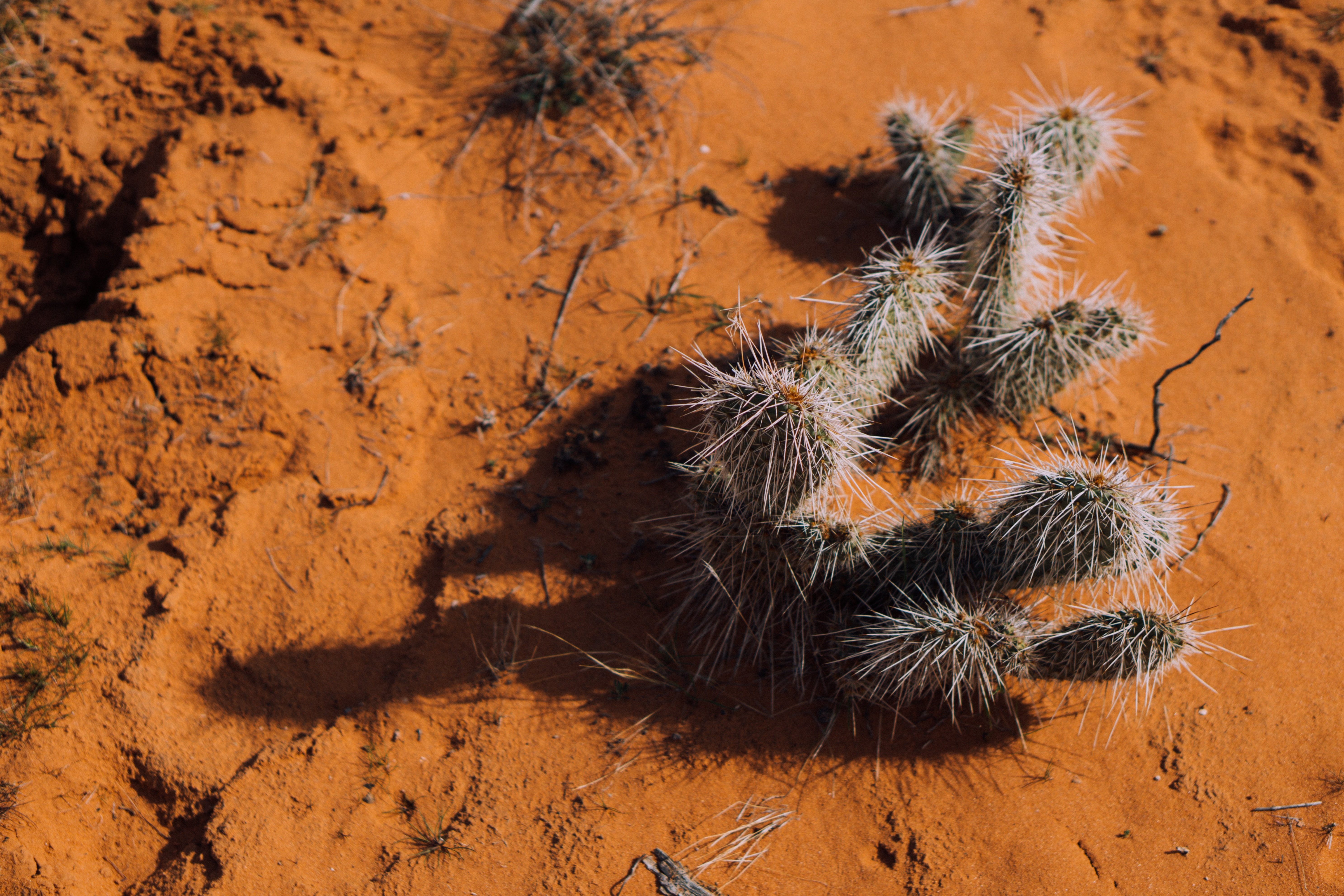 Thorns Cactus Plant free image download