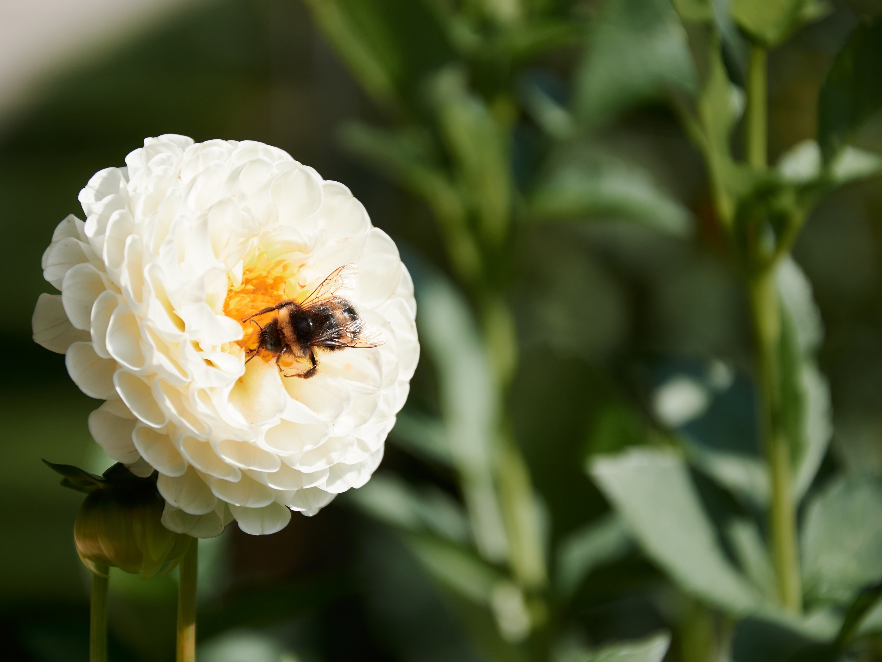 Flower White Petal free image download