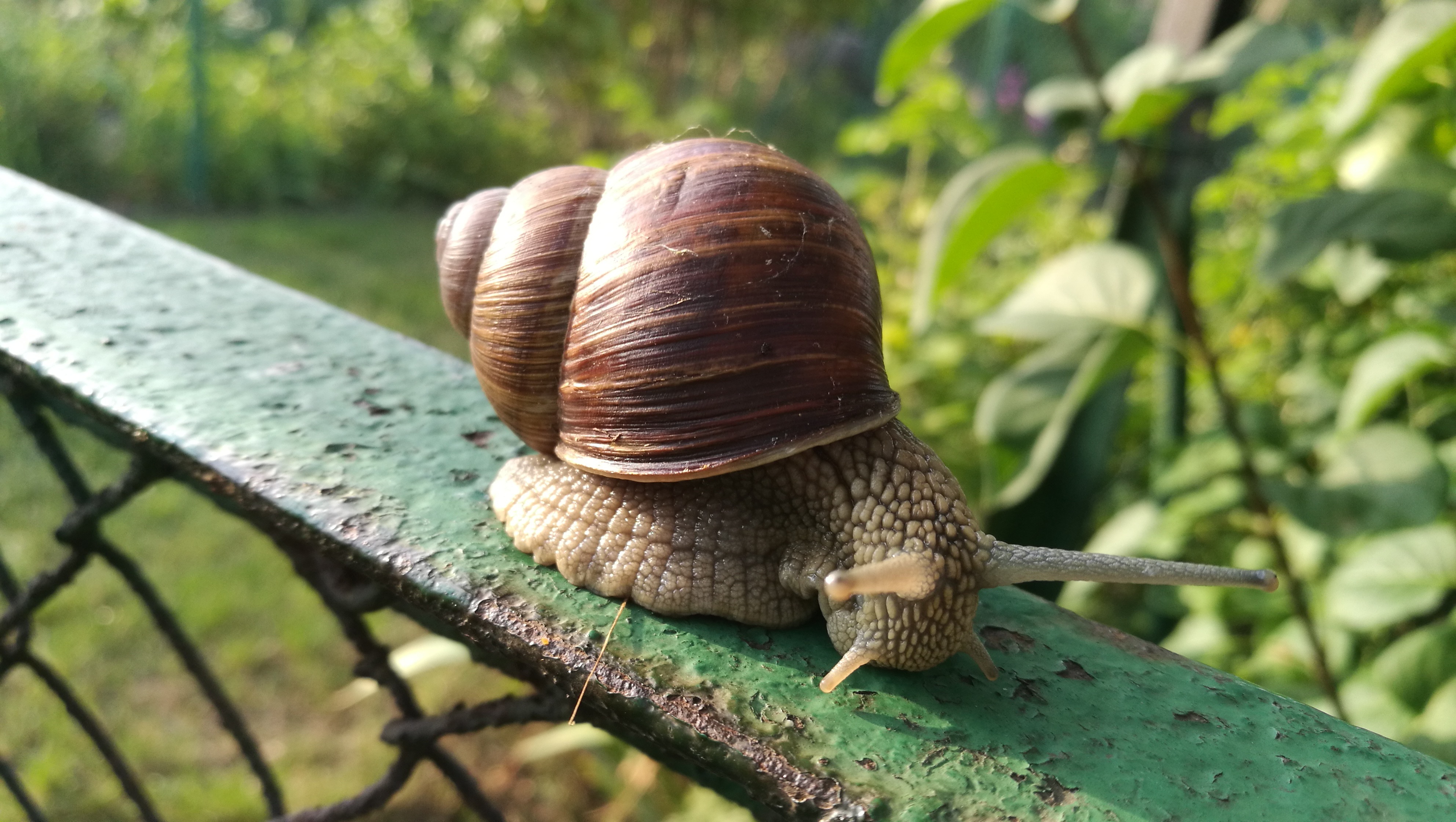 Snail Nature Antennae free image download