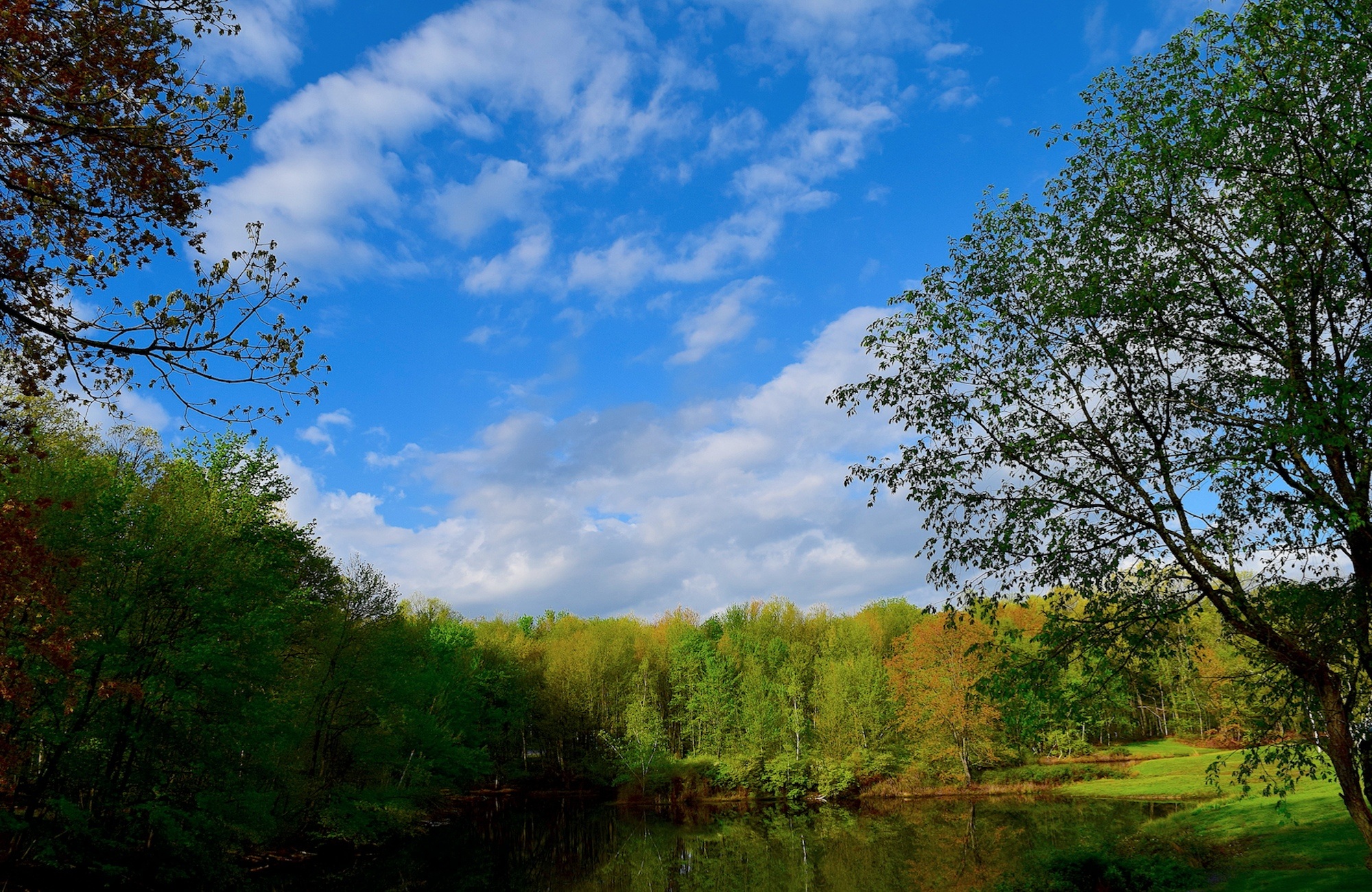 Pond Trees Spring free image download