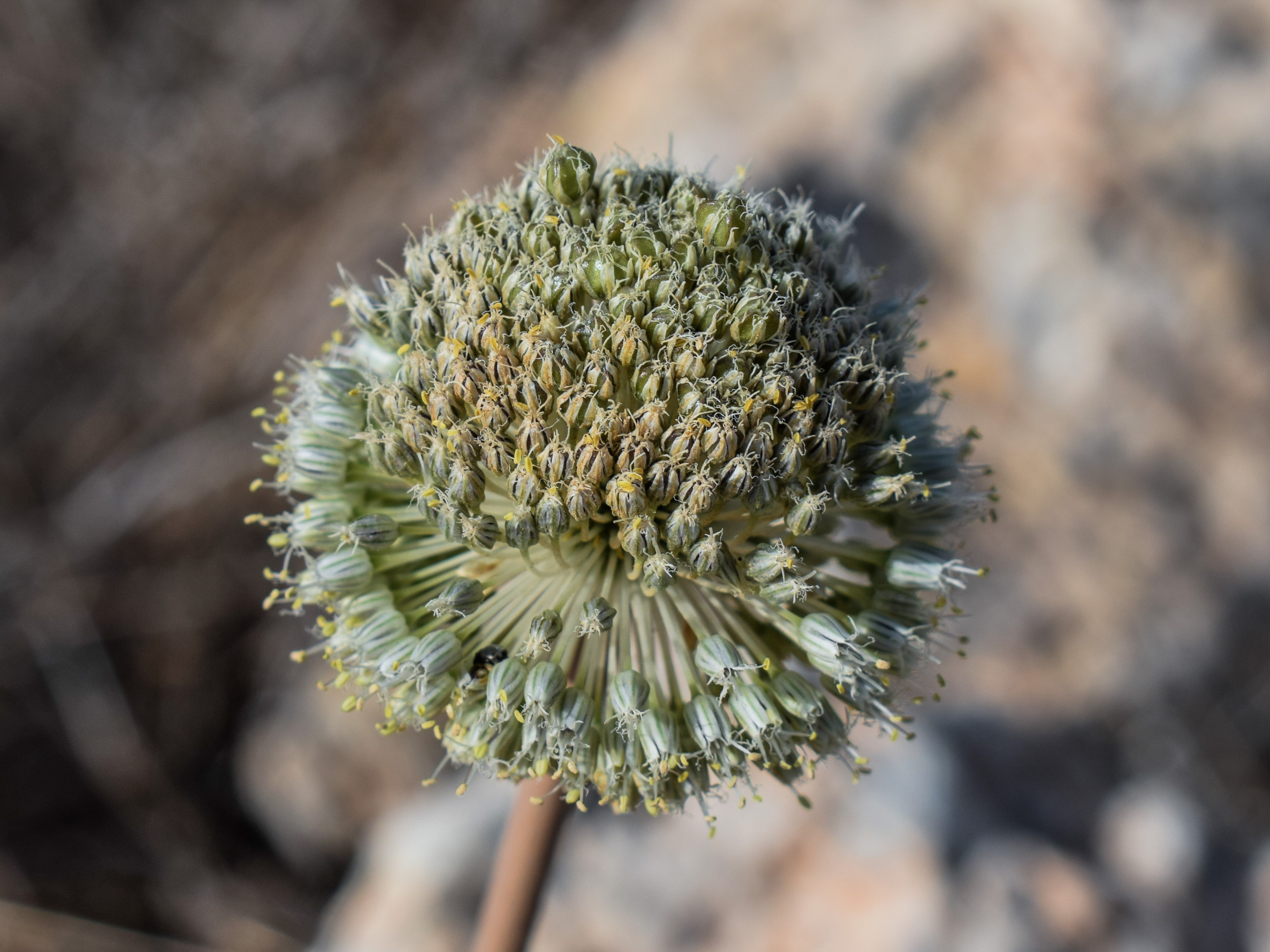 Flower Inflorescence Nature free image download