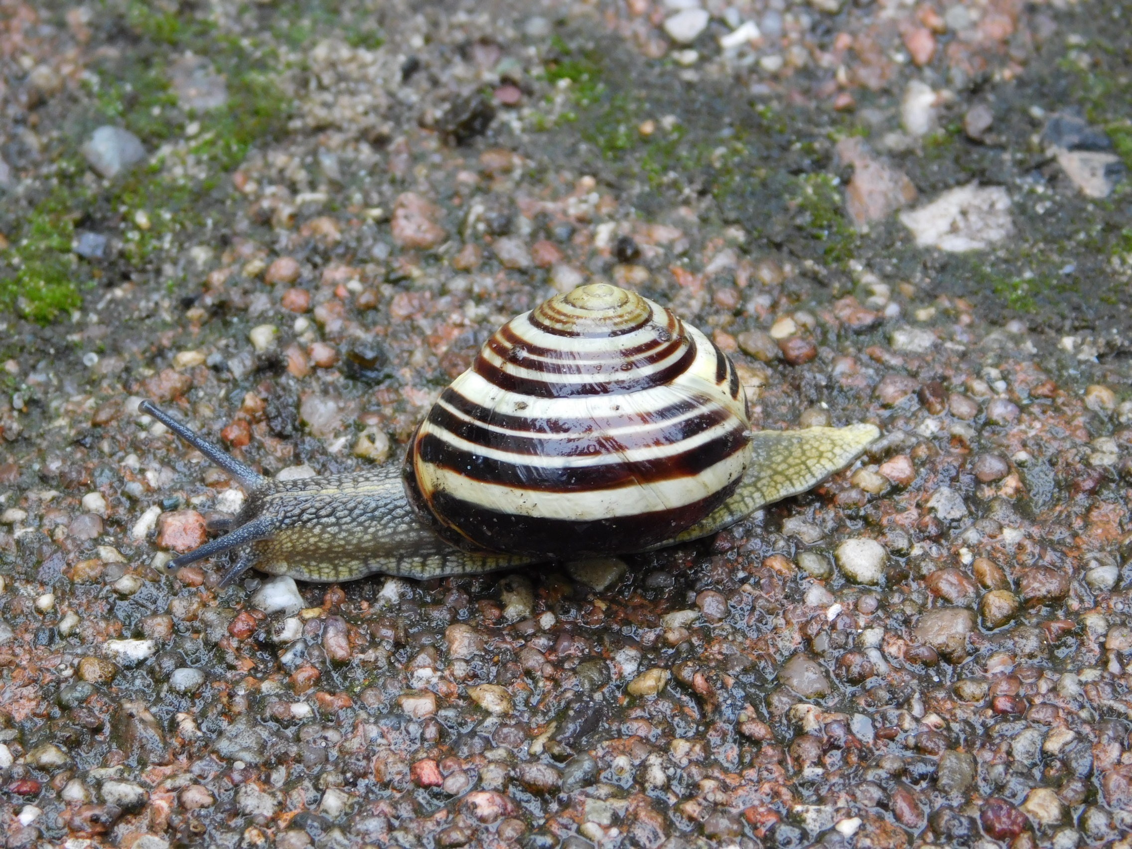 Snail Shell Nature free image download