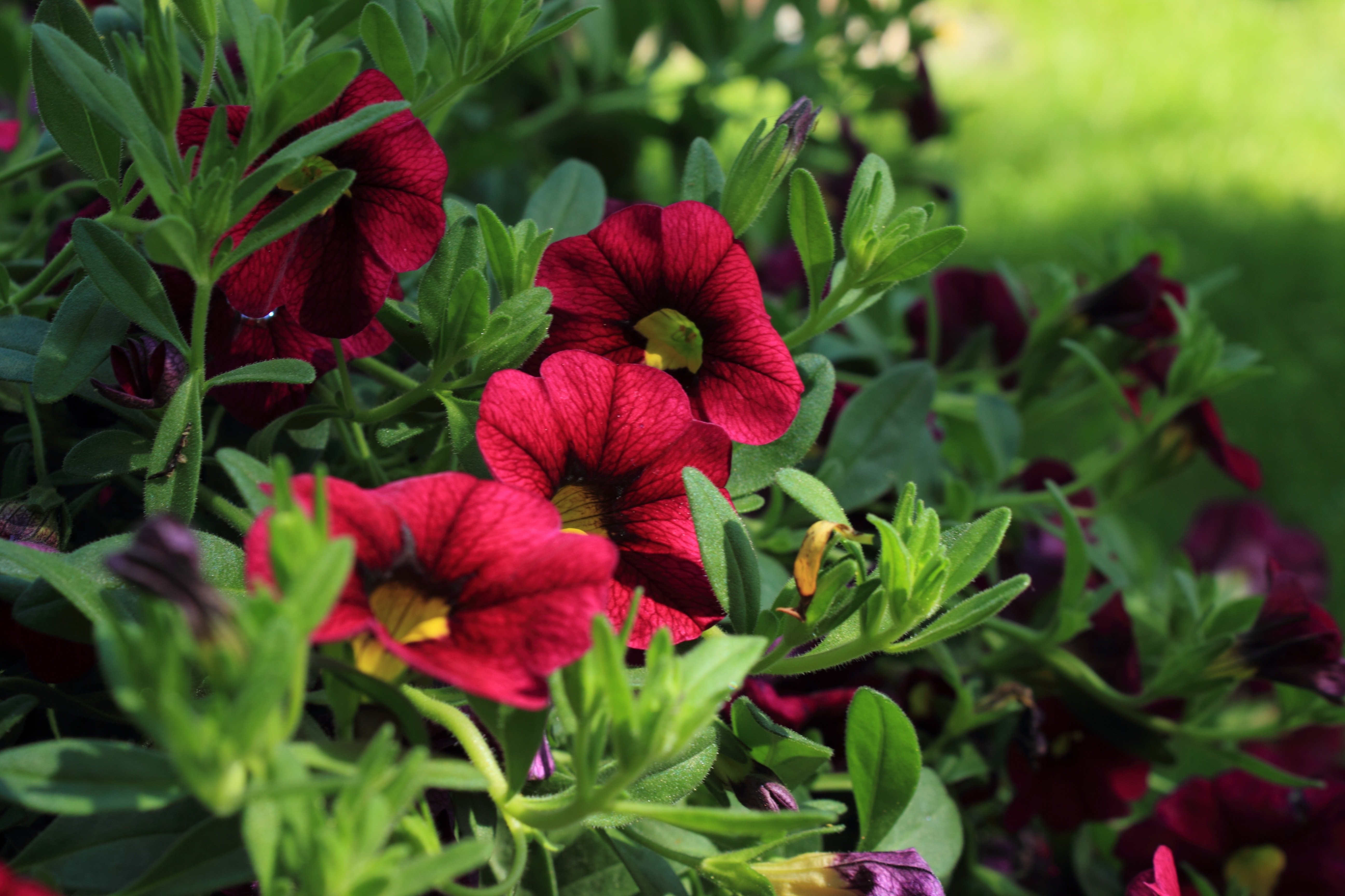 Petunia Flower Summer free image download