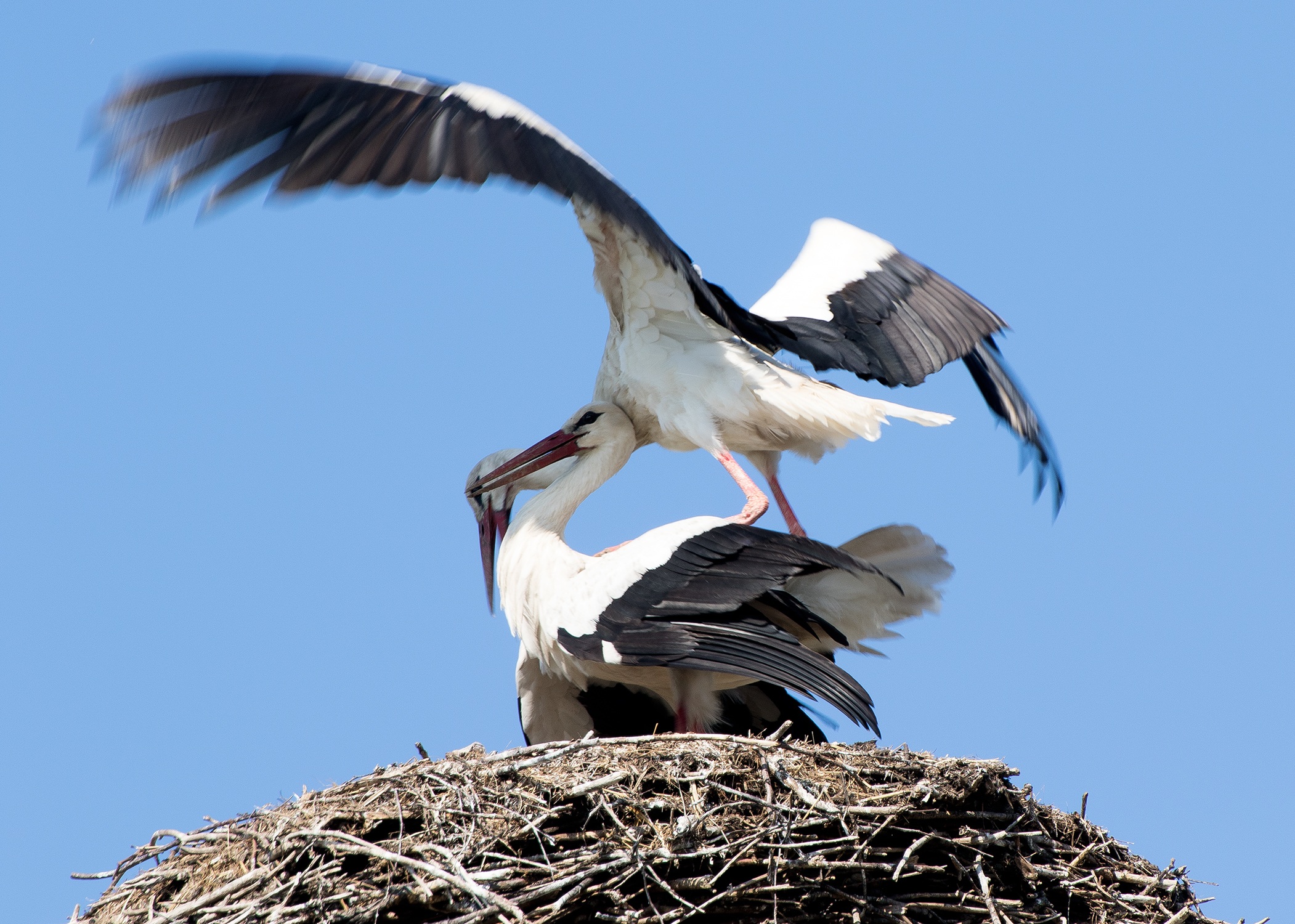 Stork May Spring free image download