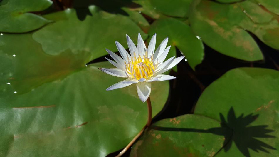 Nymphaea Alba Lavender Early In free image download