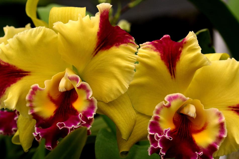 Orchids Yellow Fuchsia free image download