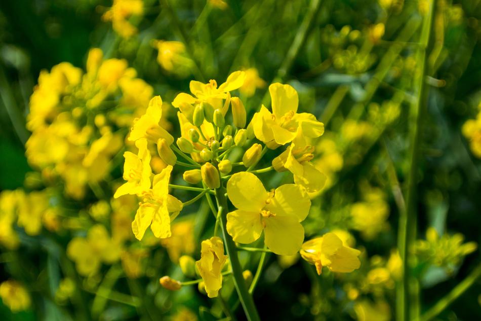 Oilseed Rape Field Of Rapeseeds free image download