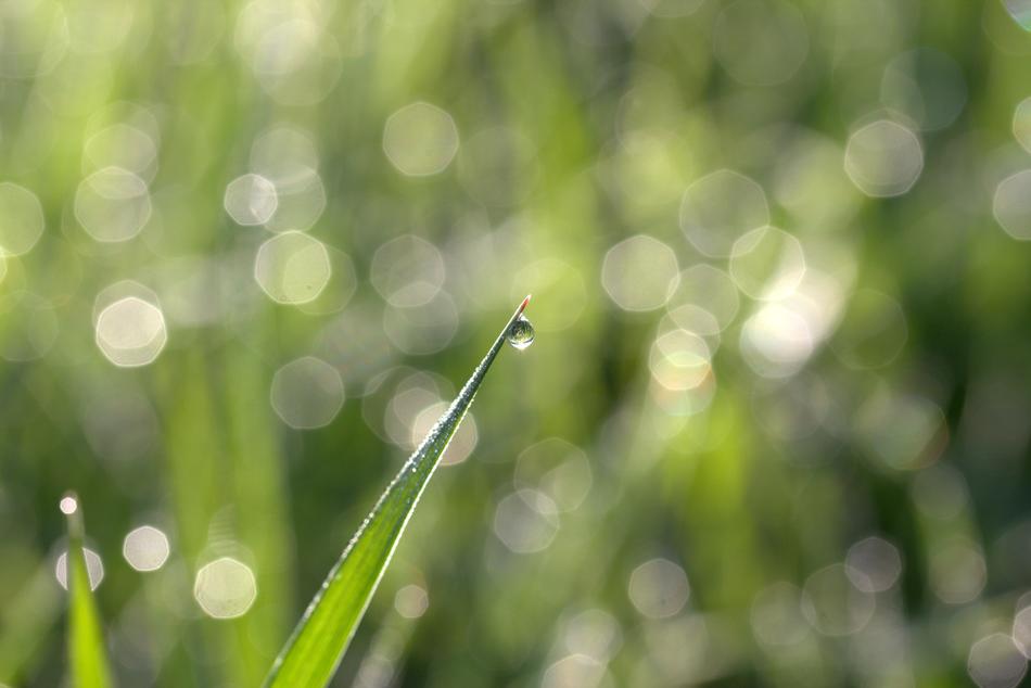 Grass Dew Bokeh free image download