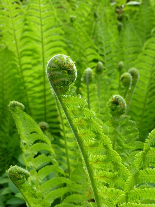 Fern Spring New free image download