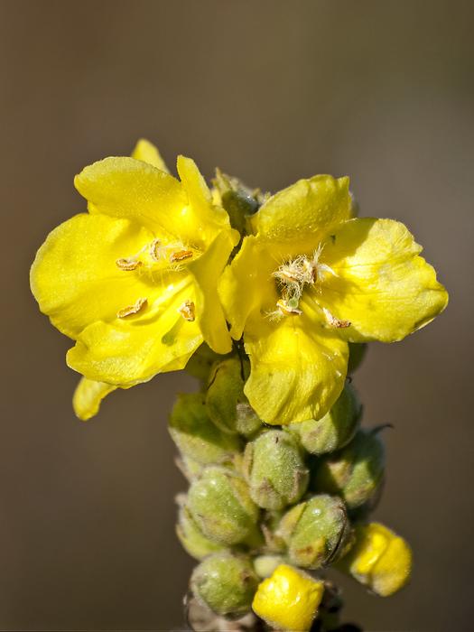 Mullein Flower Blossom free image download