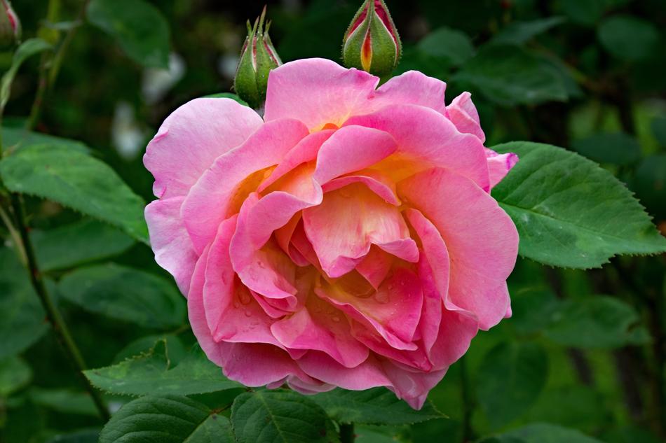 Rose Dr Eckener Pink free image download