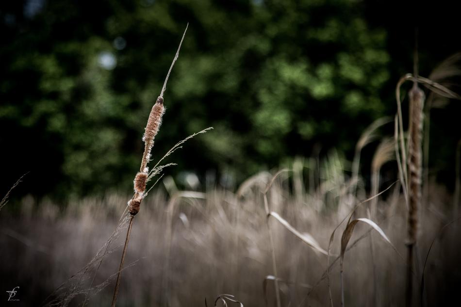 Nature Lake Photography free image download