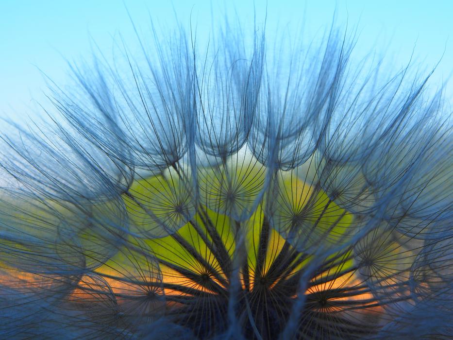 Fluffy flower at sunset free image download