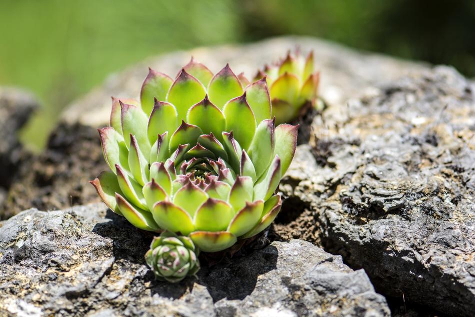 Cactus Nature Plant free image download