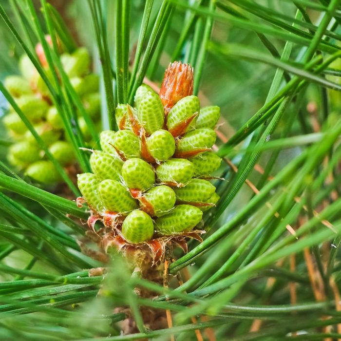 Green Pine Pinus Two Needles free image download