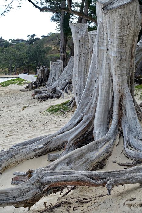 Trunk Roots Bare free image download