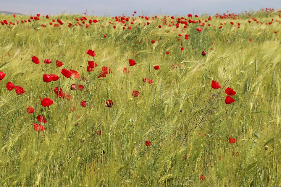 Papaver Rhoeas Flower Plant free image download