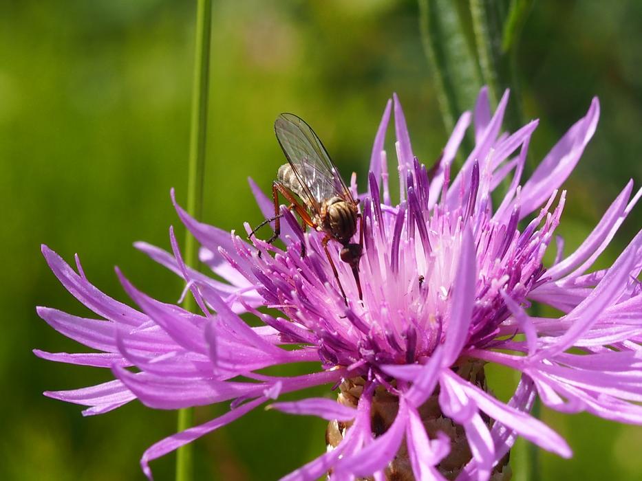 Nature Flower Insect free image download