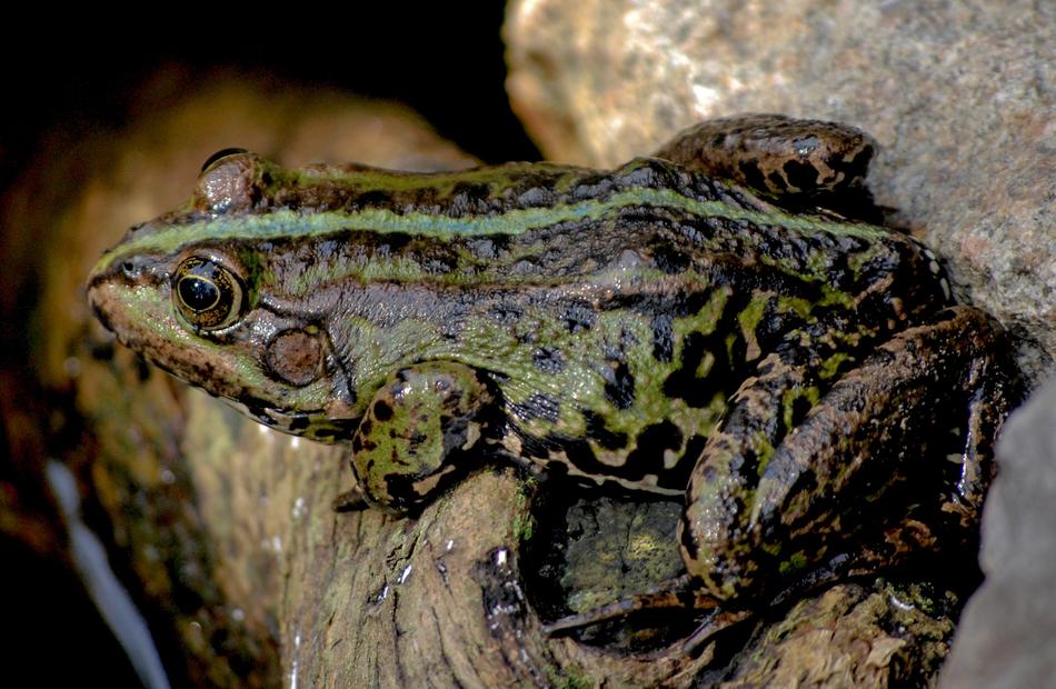 Frog Nature Sitting free image download