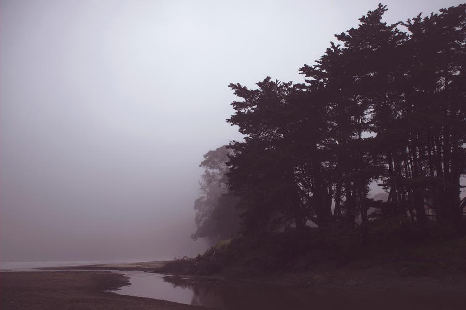 Coast Shore Trees free image download