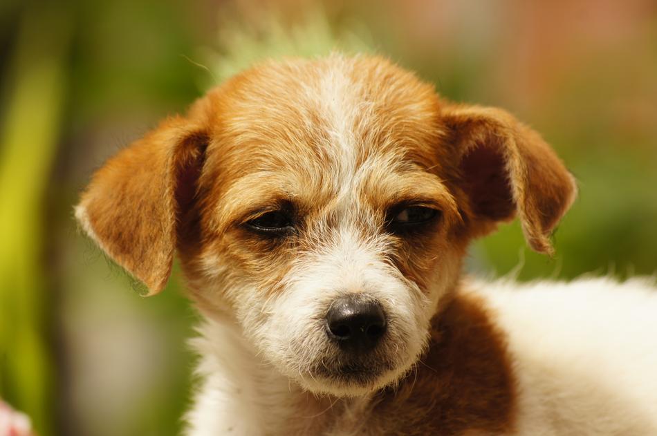 Animals Of The Field free image download