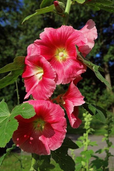 Blossom Bloom Stock Rose free image download