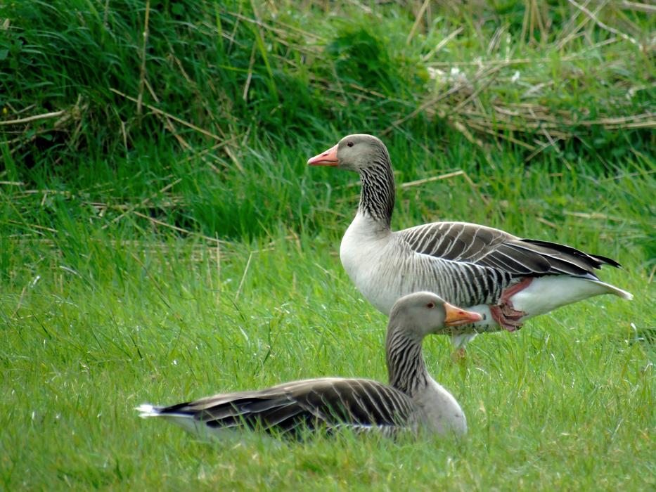 Wild Goose Bird Water free image download