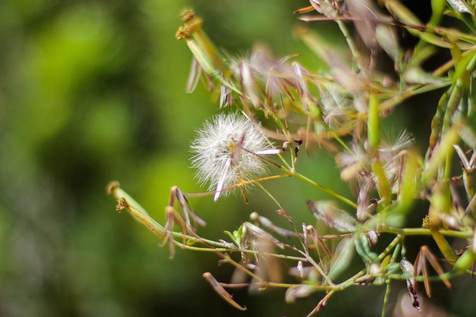 Dandelion Leaf Nature free image download