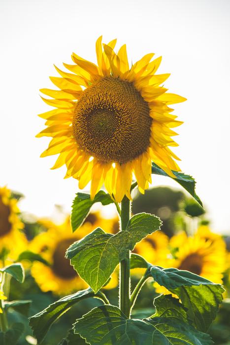 Magnificent sunflower free image download