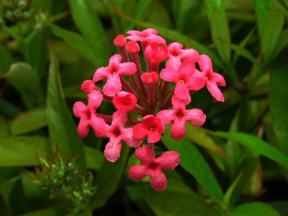 Flower Red Green free image download