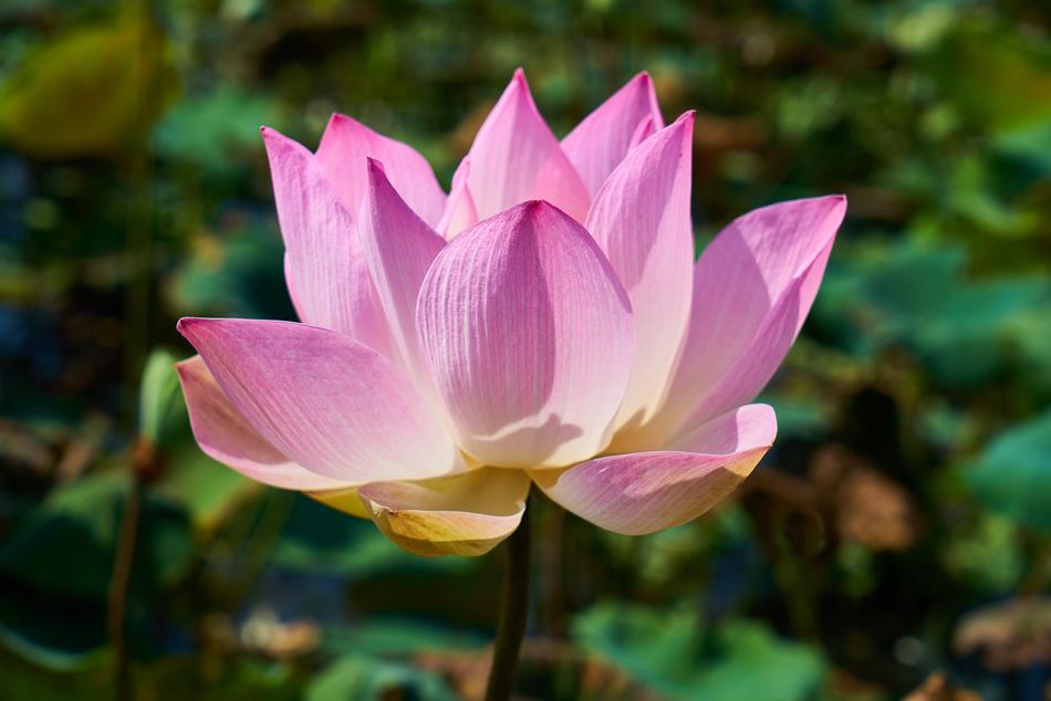 Lotus Flower Nature free image download