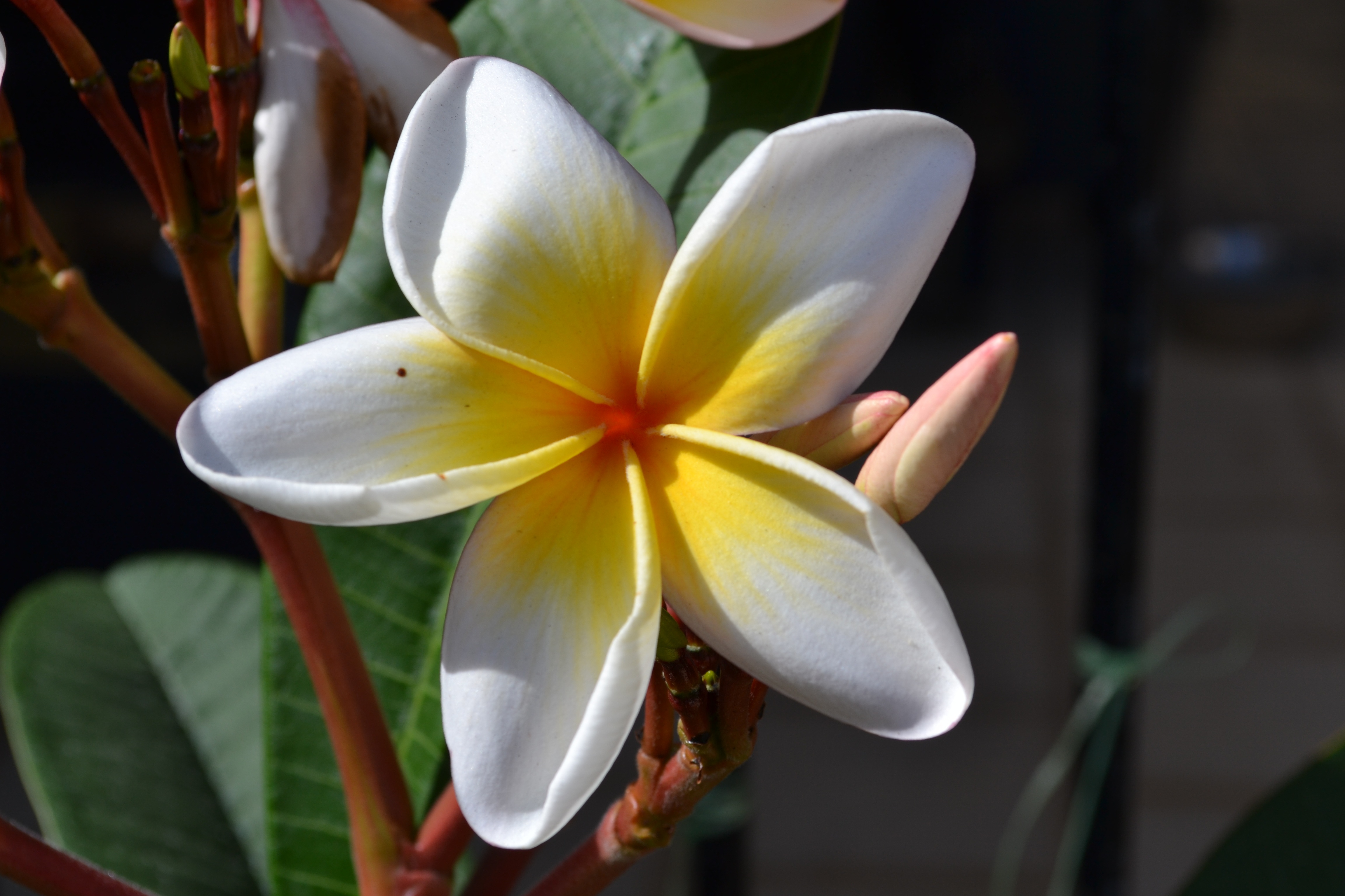 Frangipani Flower free image download