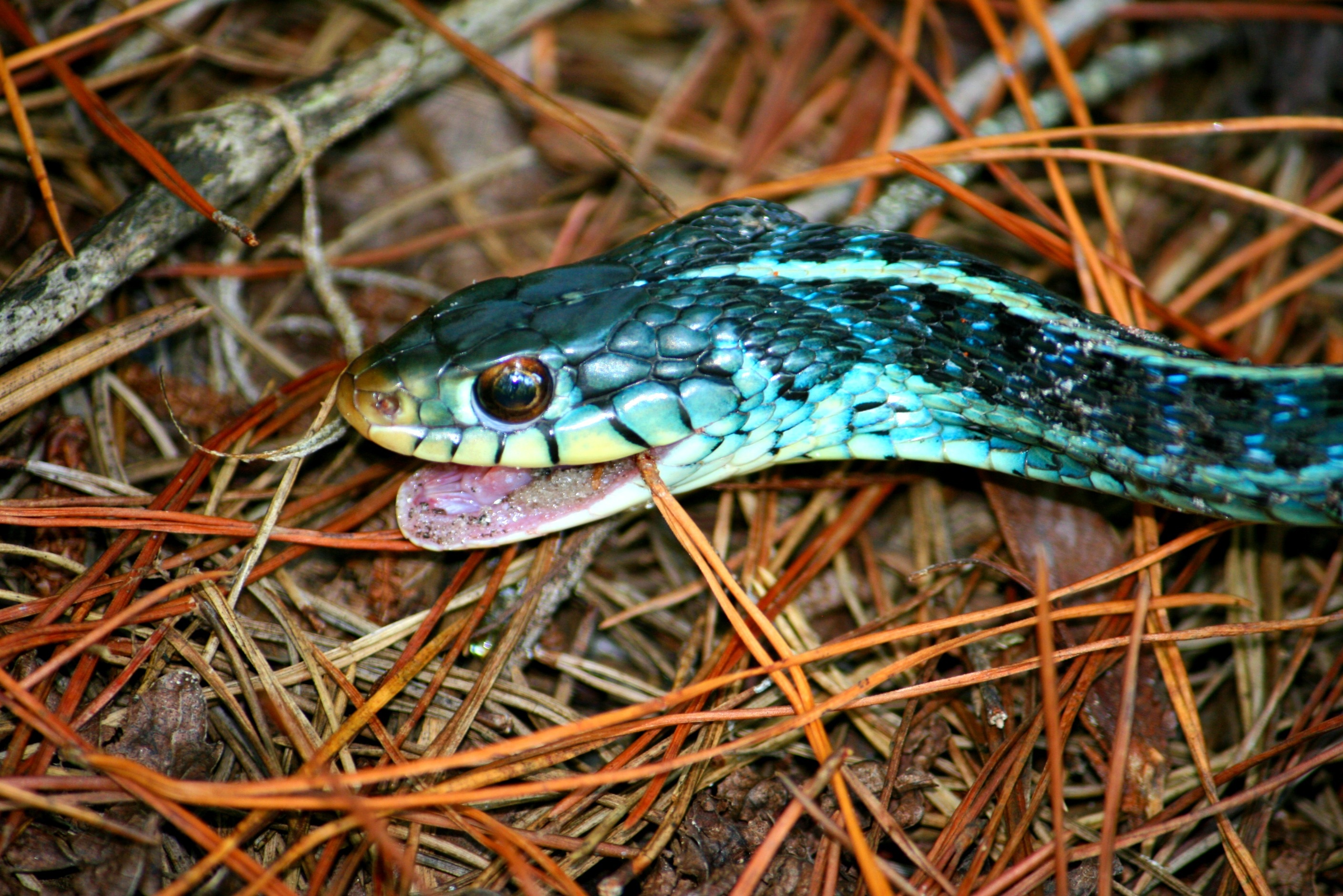 Snake Blue Nature free image download