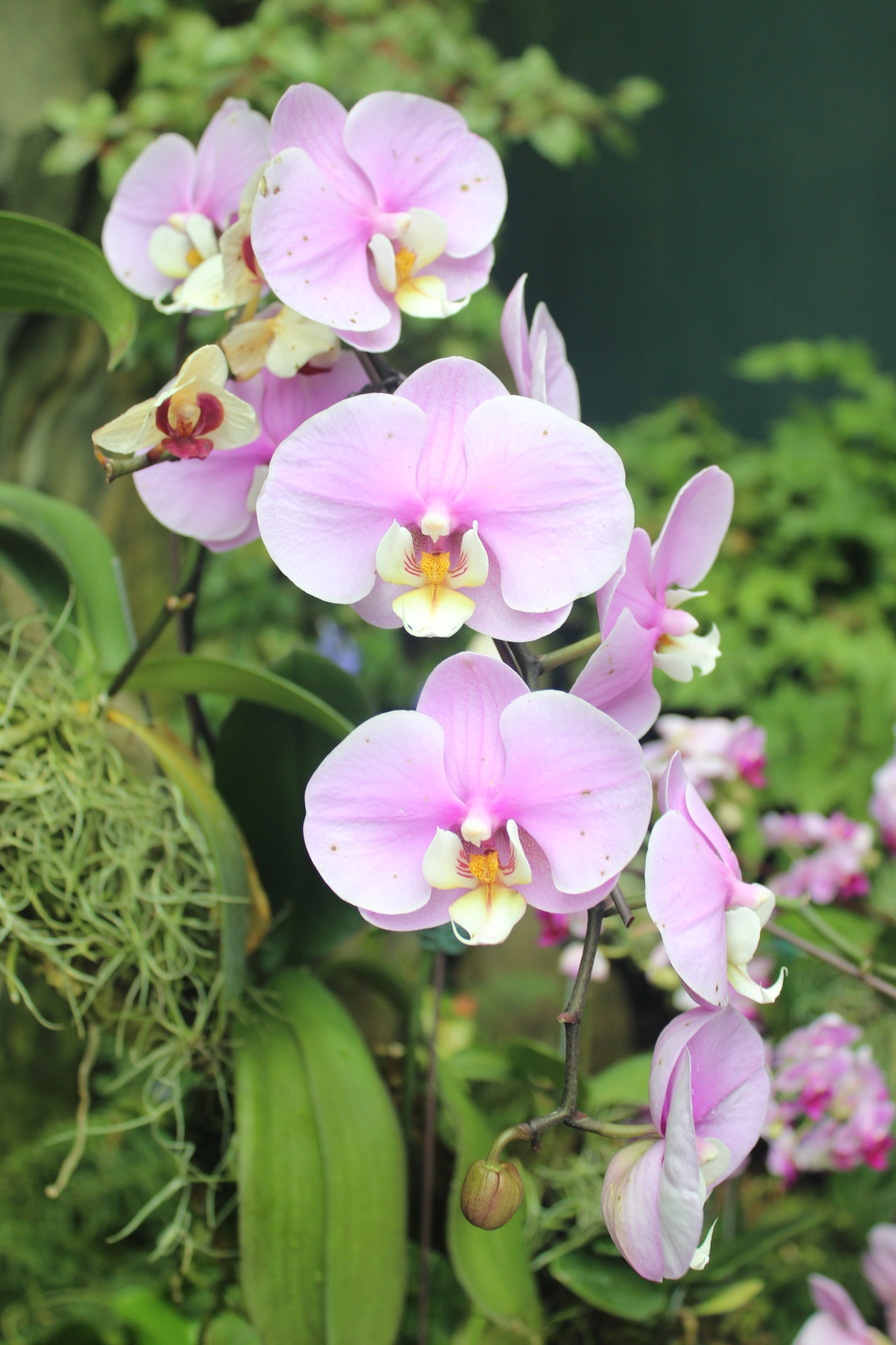 Orchid Flowers Nature free image download