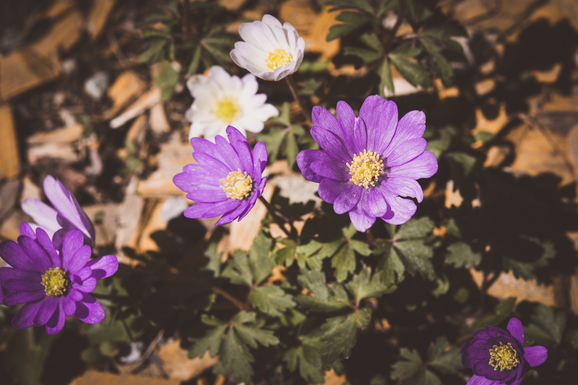 Anemone Garden Flower free image download