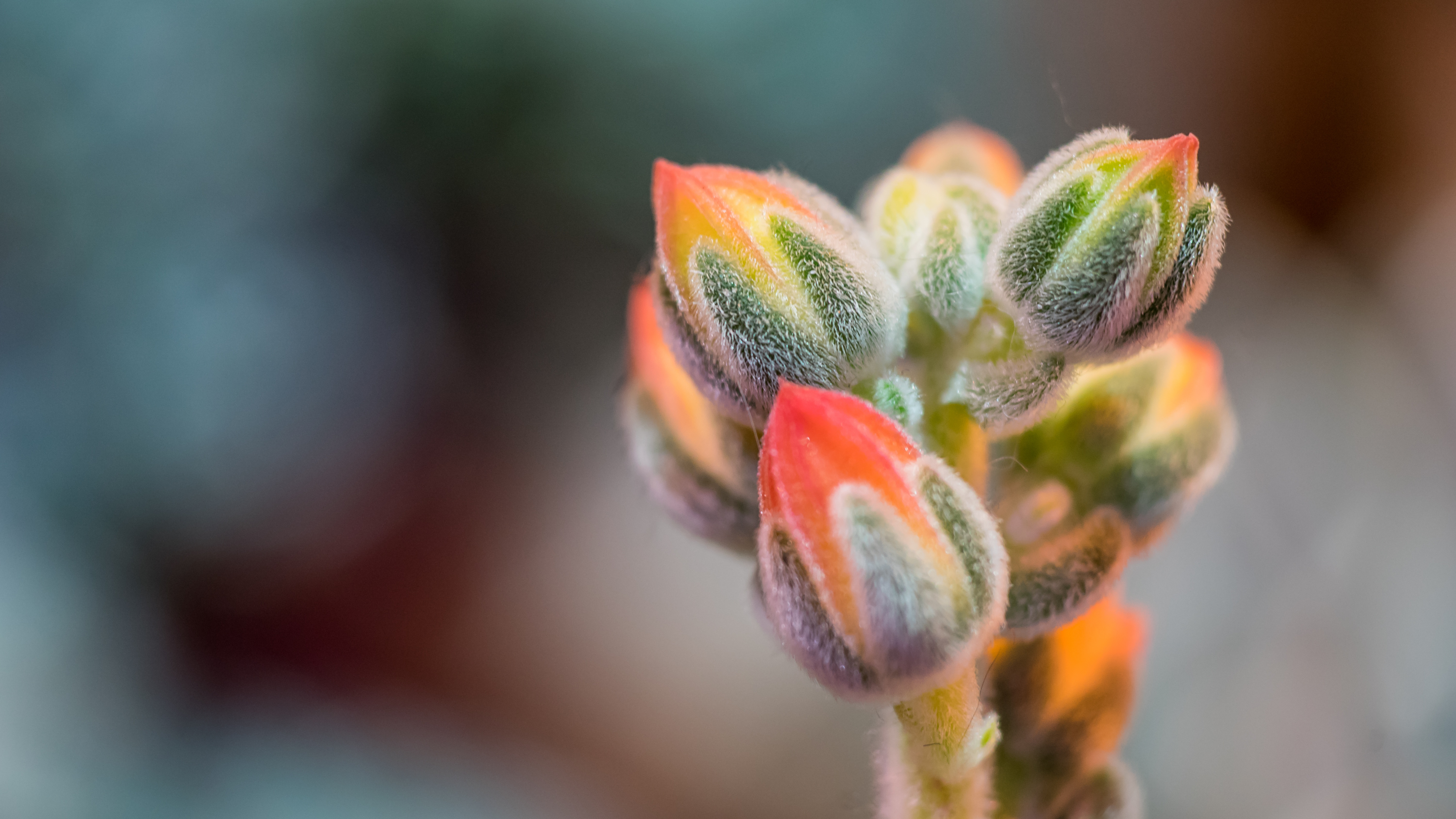 Bud Red Nature free image download