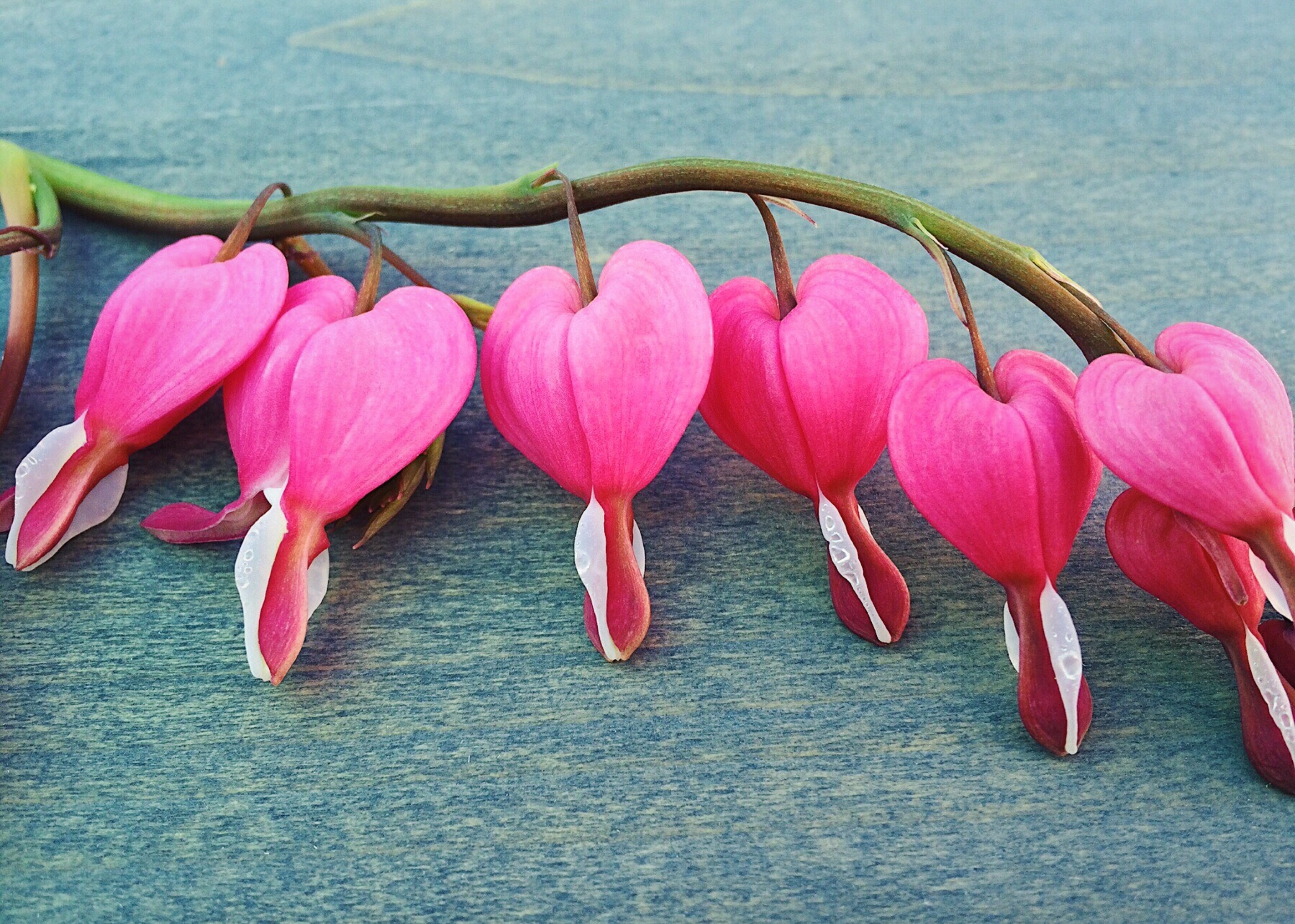 Bleeding Hearts Spring Flower free image download