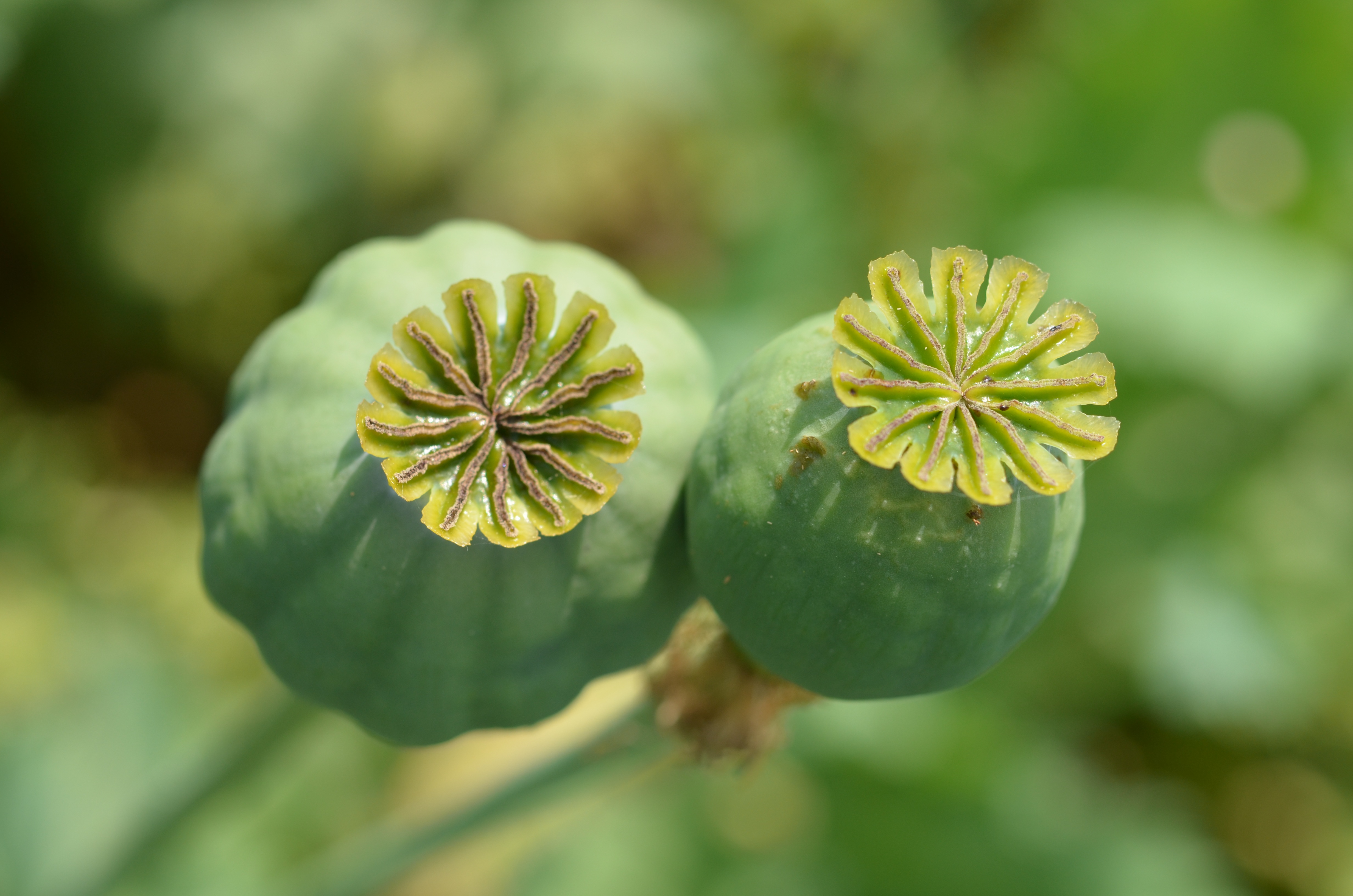 Poppyhead Red Weed Flower free image download