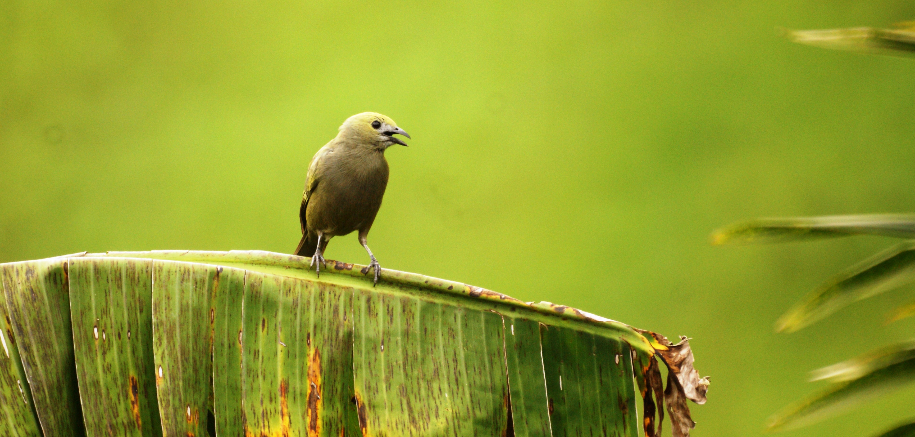 Nature Birds Circassia free image download
