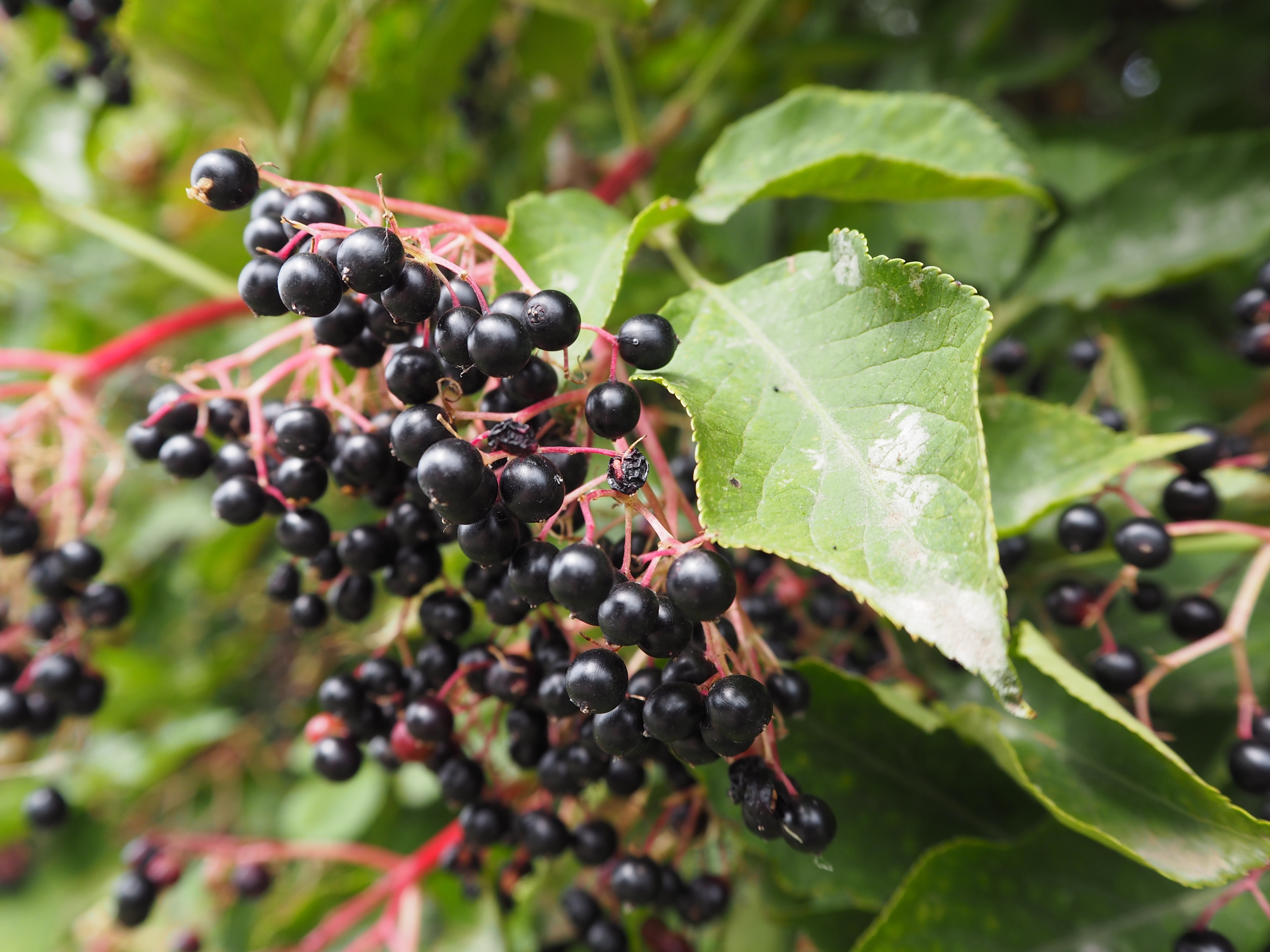 Holler Flowering Red Plant free image download