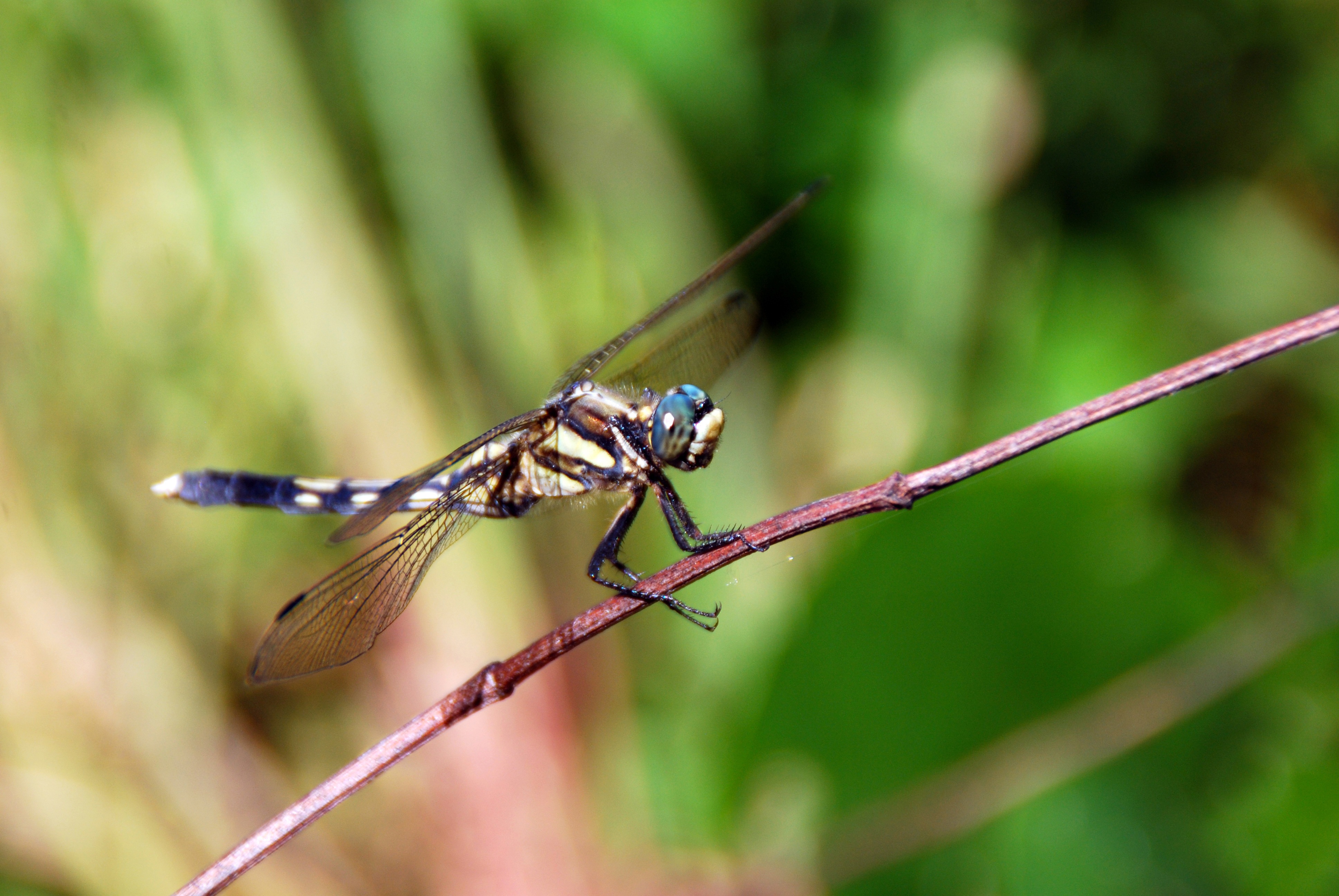 Dragonfly Bug Insect free image download