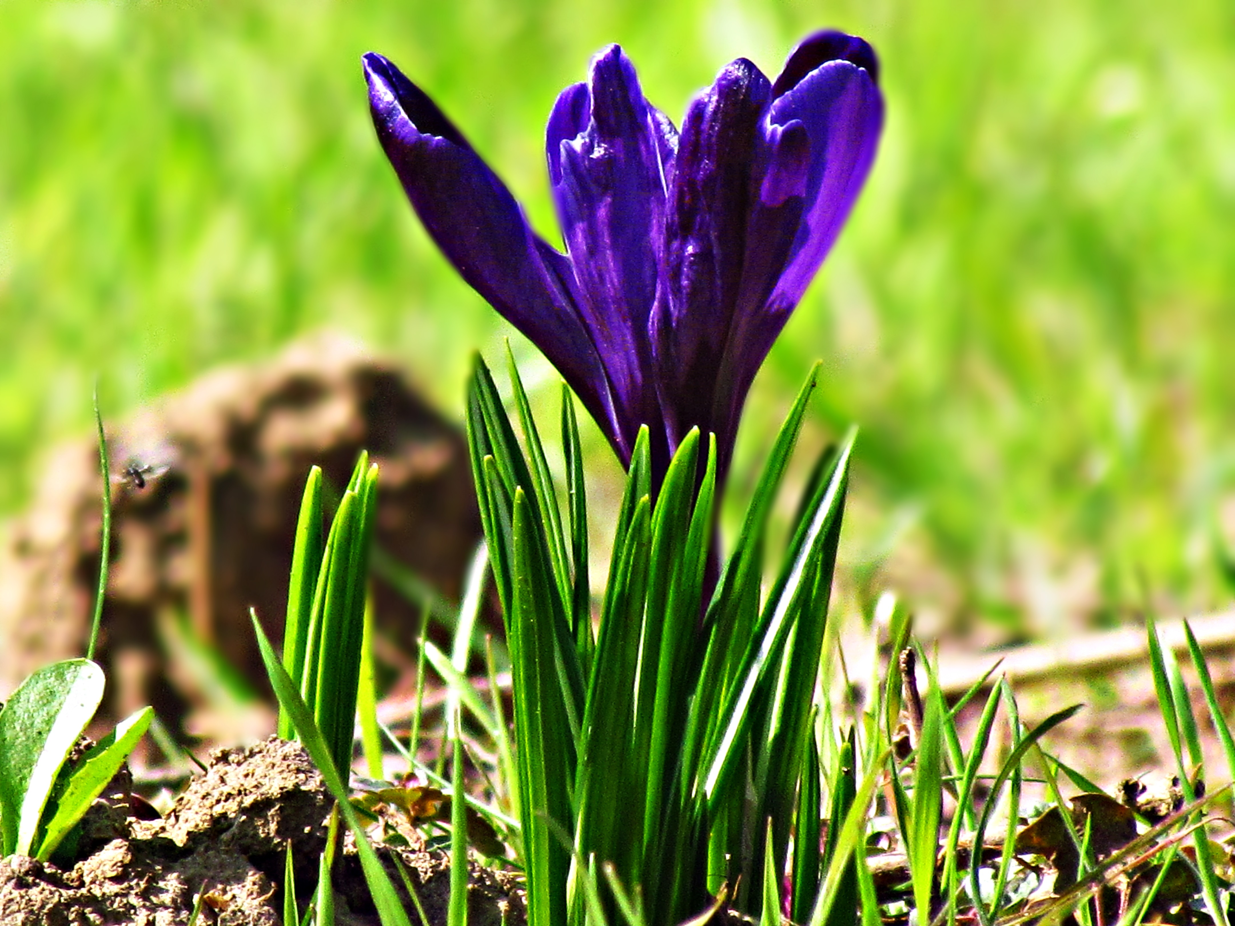 Flower Krokus Spring free image download
