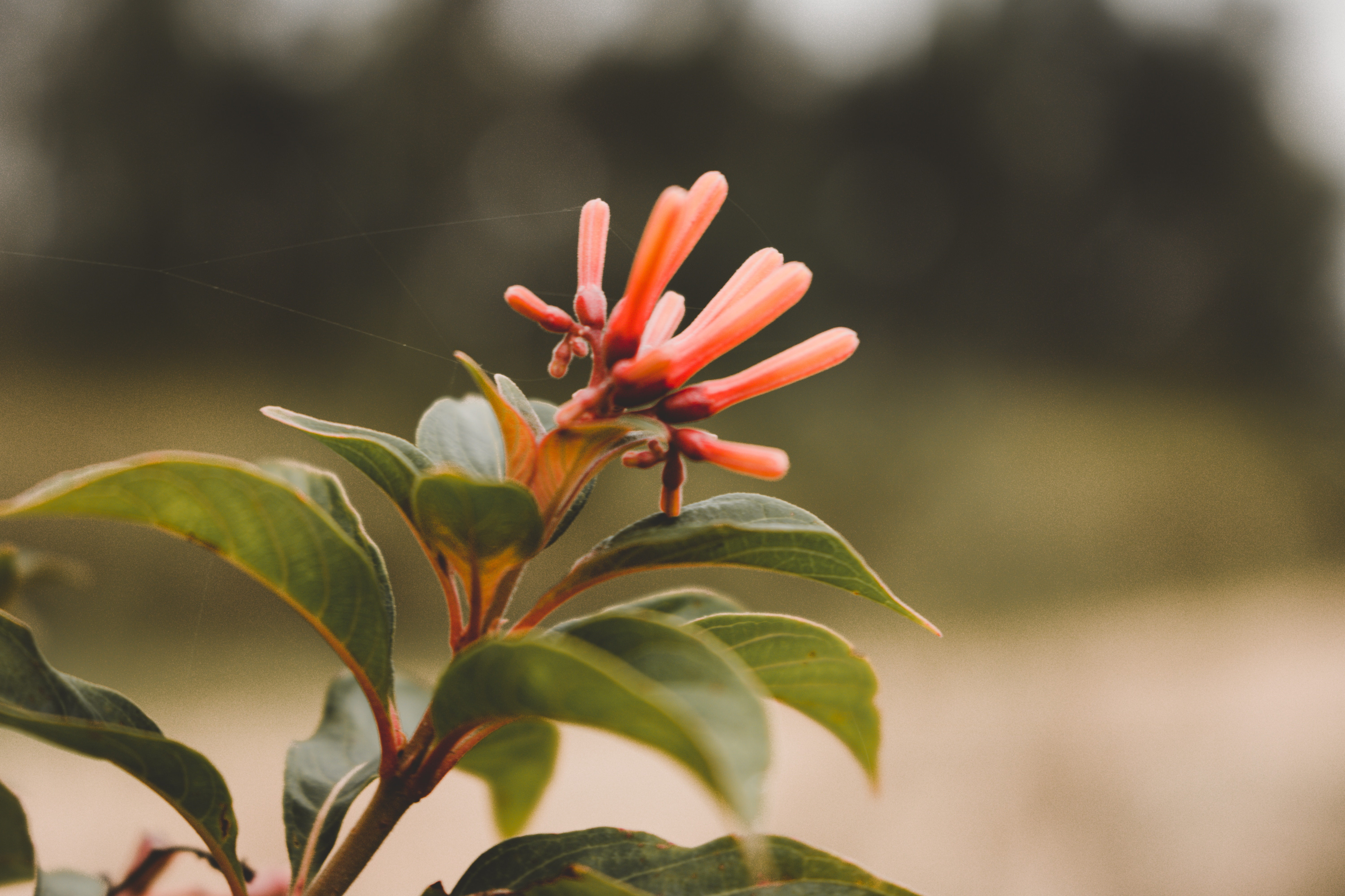 Flower Nature Petal free image download