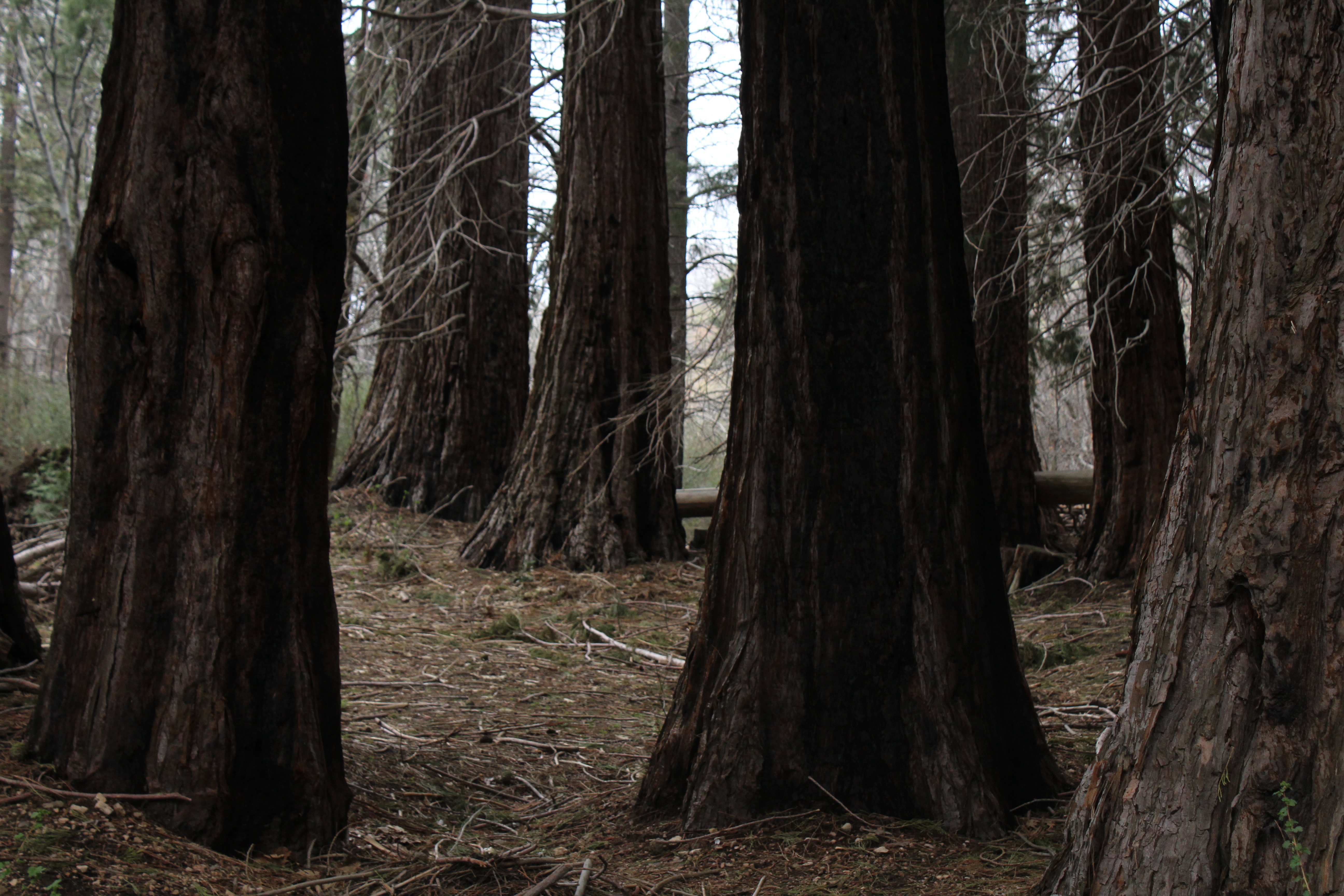 Trees Tree Trunks Nature free image download