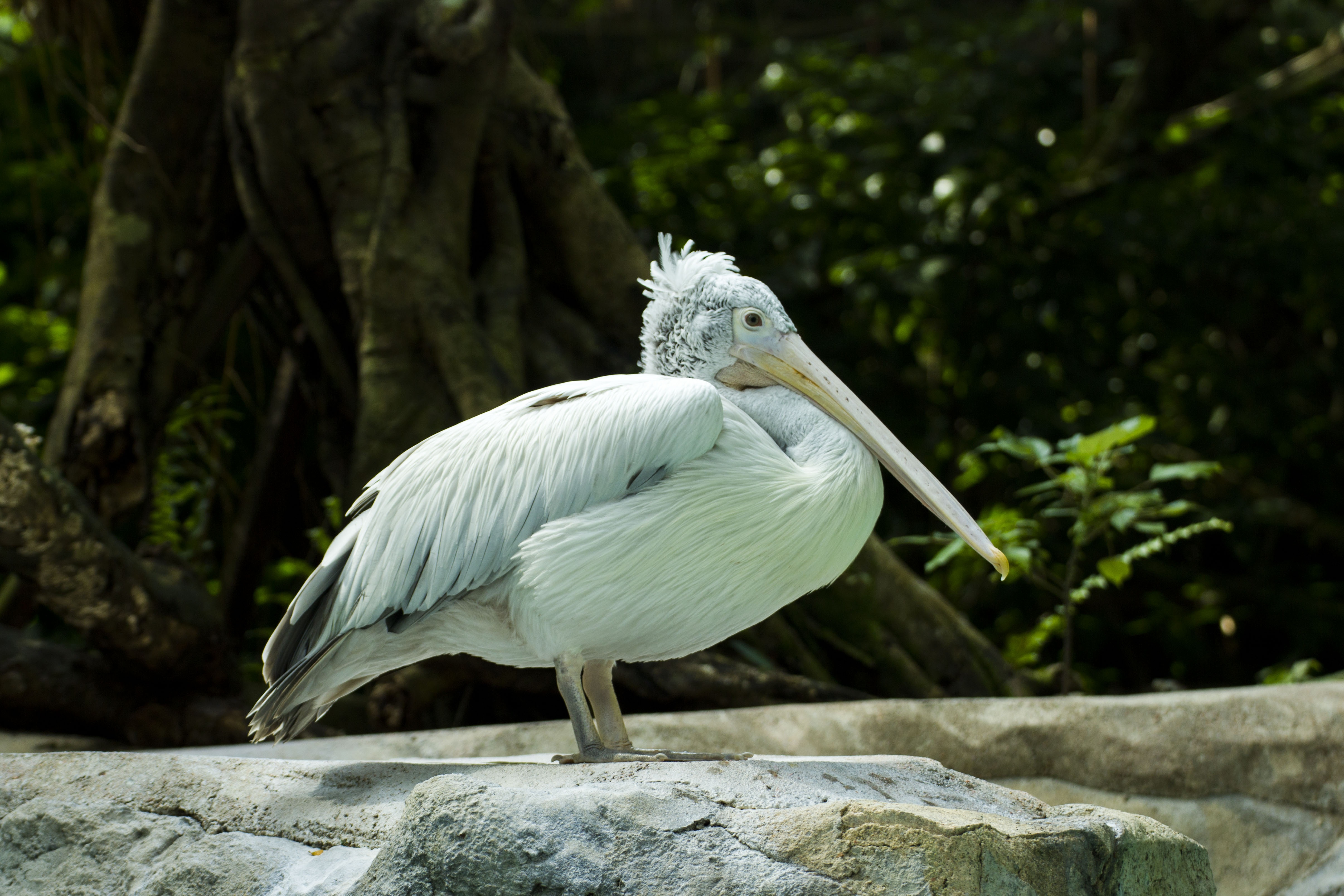 Pelican Bird Wildlife free image download